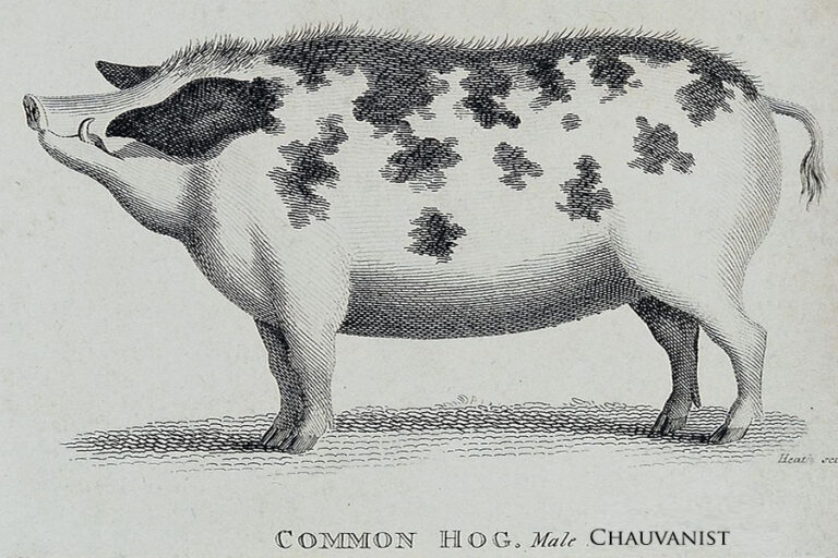 Male Chauvinists: Who Are They And Why Are They Pigs? - He,Him,His